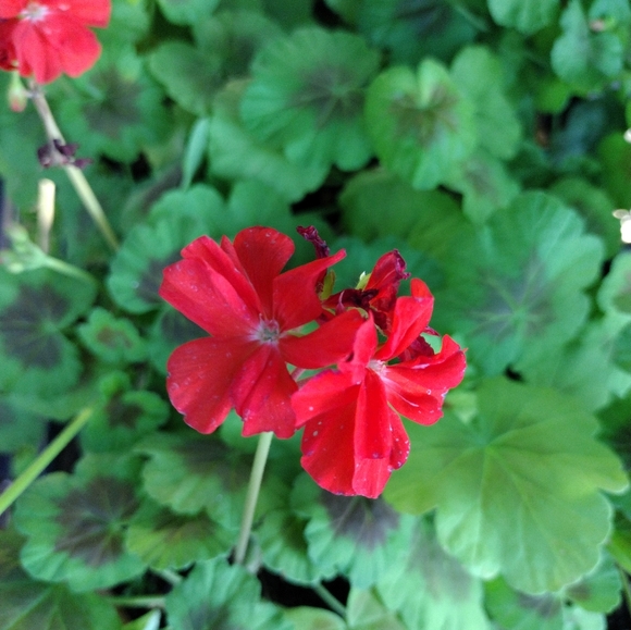 Other | 2 Live Plants Geranium Occold Shield 4 Growing Pot Ships No Pot ...